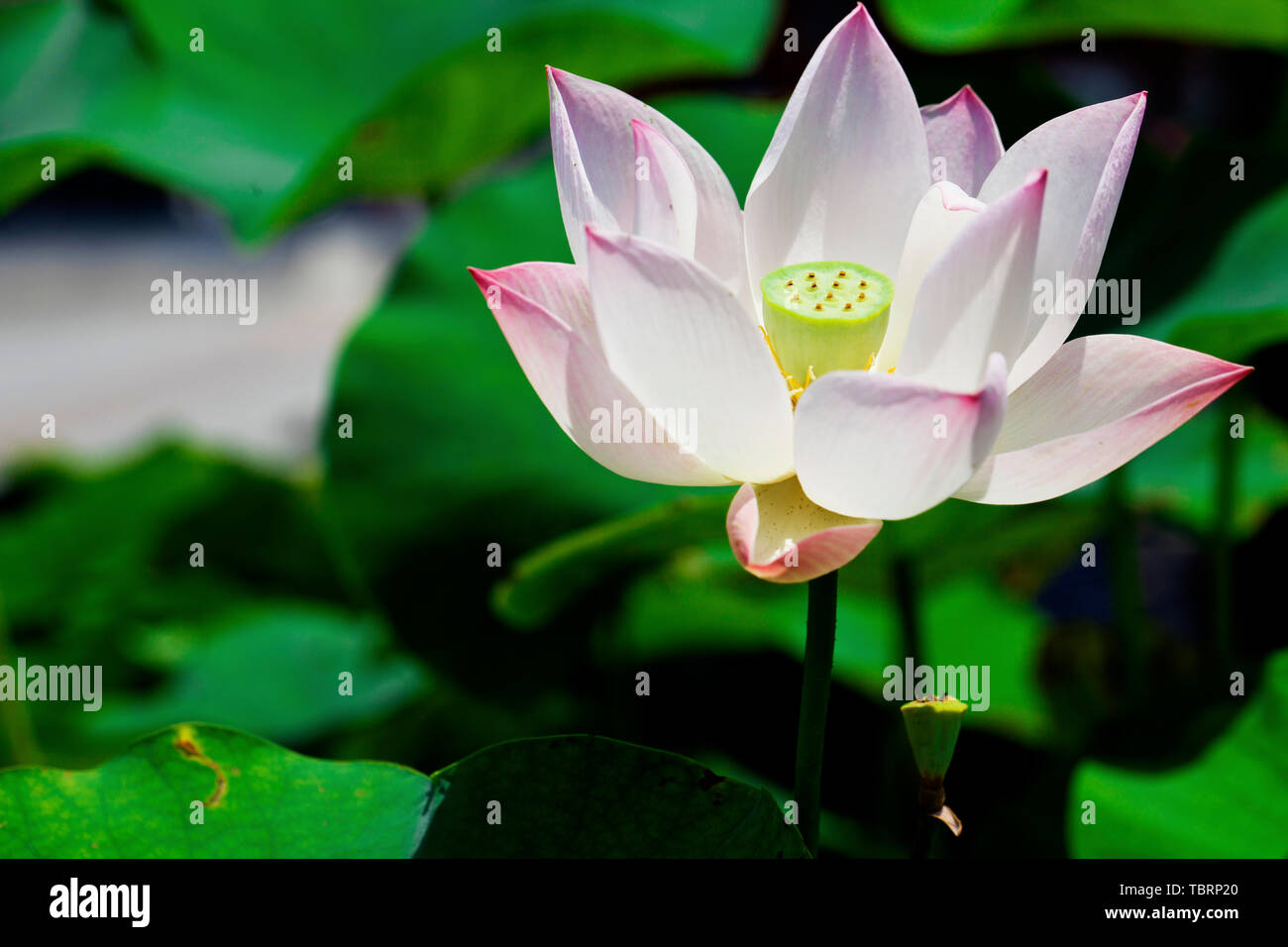 Lotus flowers bloom petals and ponds hi-res stock photography and ...