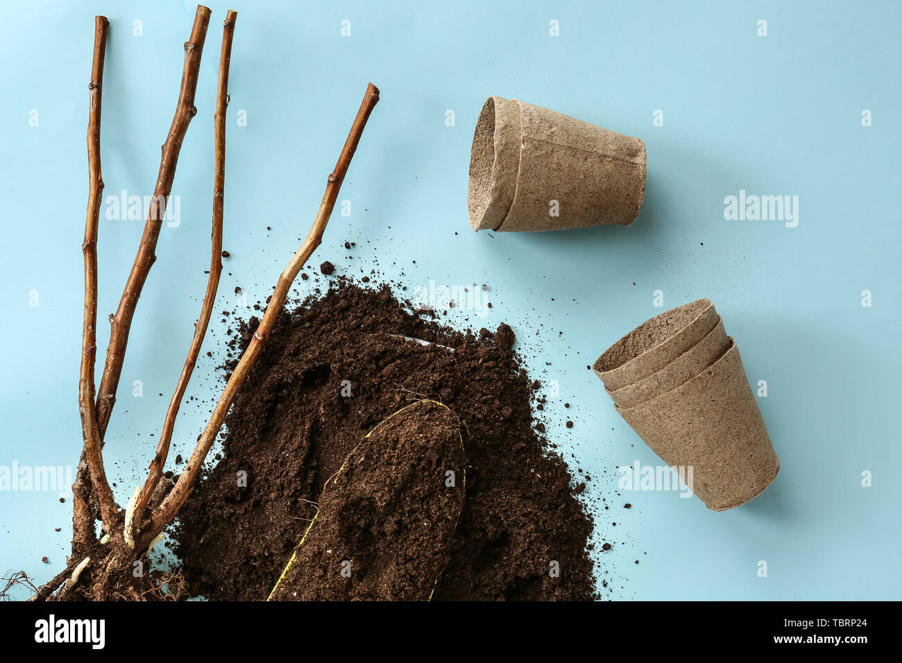Tree seedling with pots and soil on color background Stock Photo - Alamy