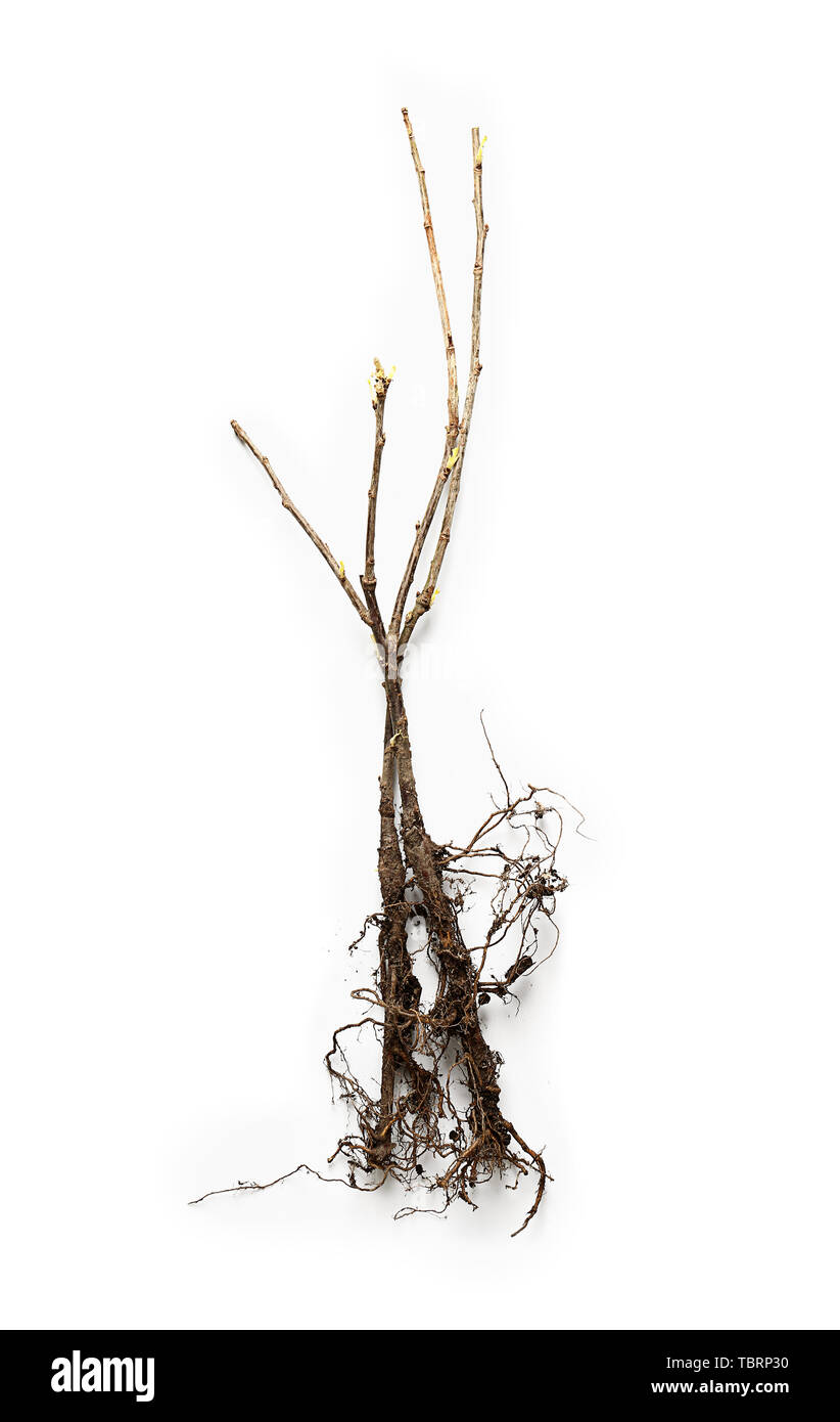 Transplant seedlings Cut Out Stock Images & Pictures - Alamy