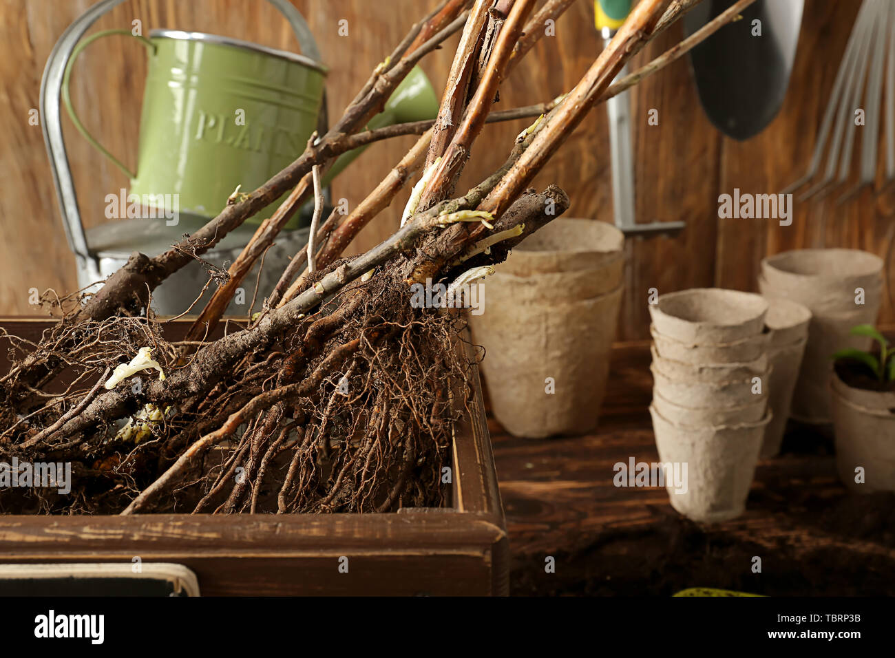 Wooden box with tree seedlings Stock Photo - Alamy