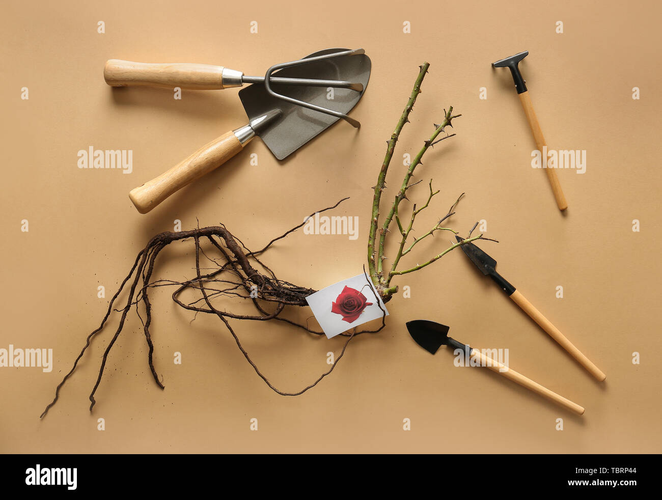 Rose seedling with tools on color background Stock Photo - Alamy