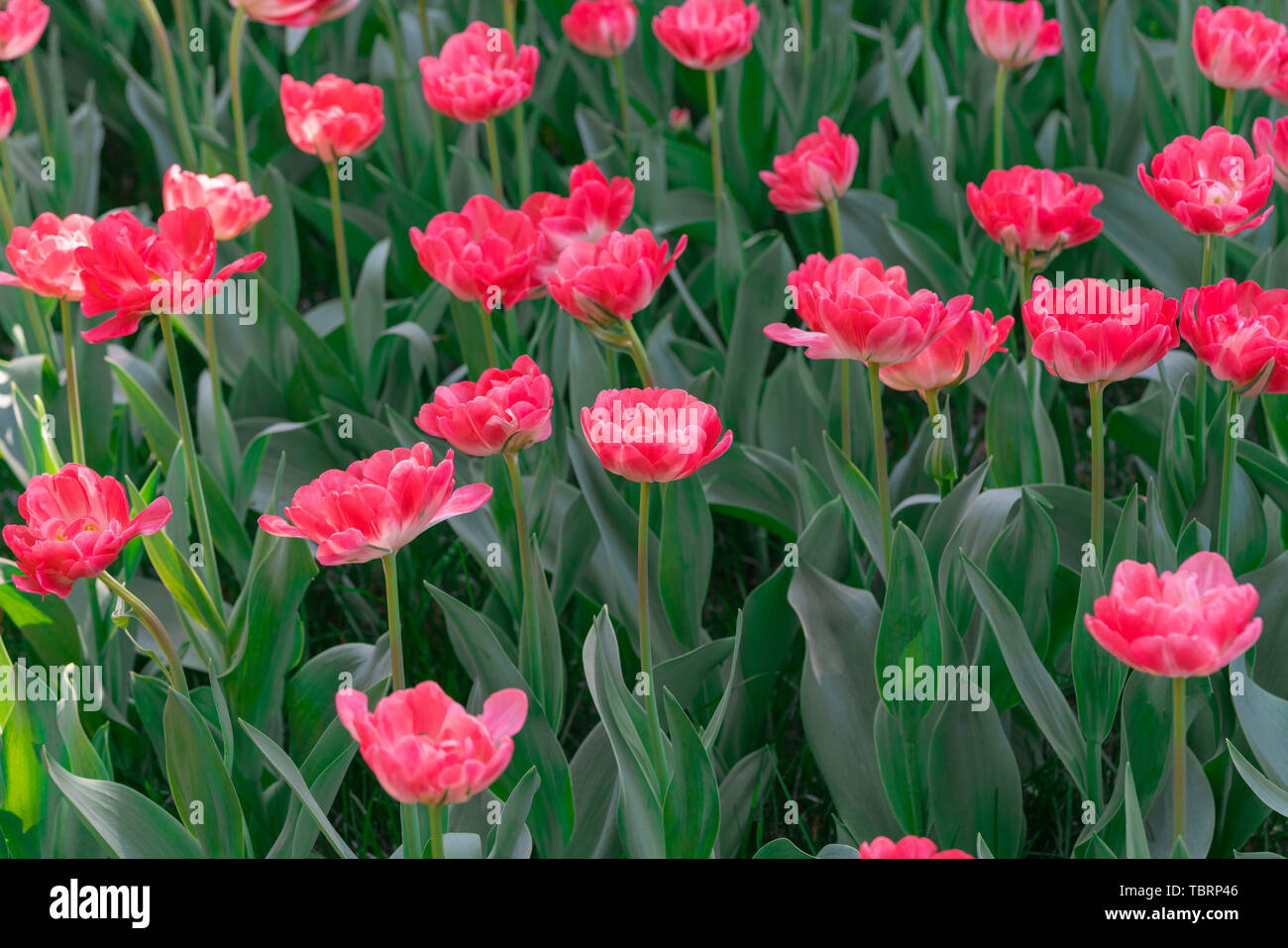 Spring beautiful tulip flowers background material Stock Photo - Alamy
