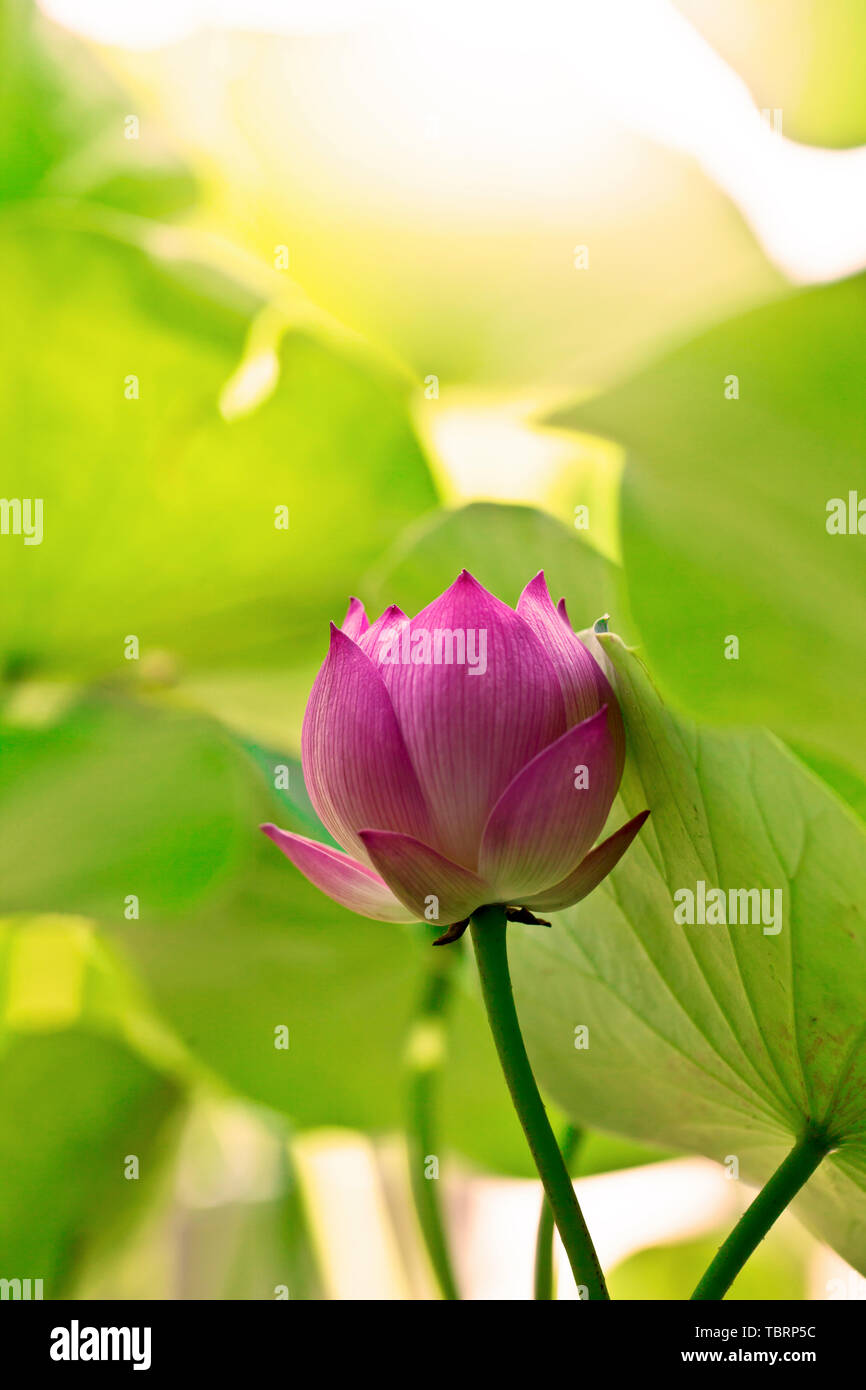 Lily tropical summer gardens in foreign countries bloom hi-res stock ...