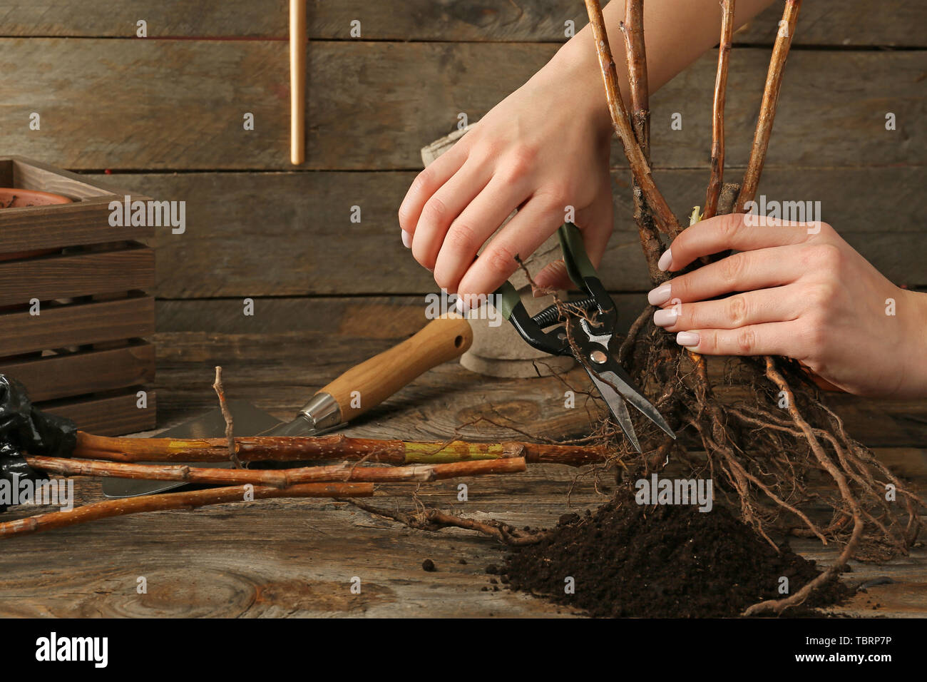 Woman cutting tree hi-res stock photography and images - Alamy