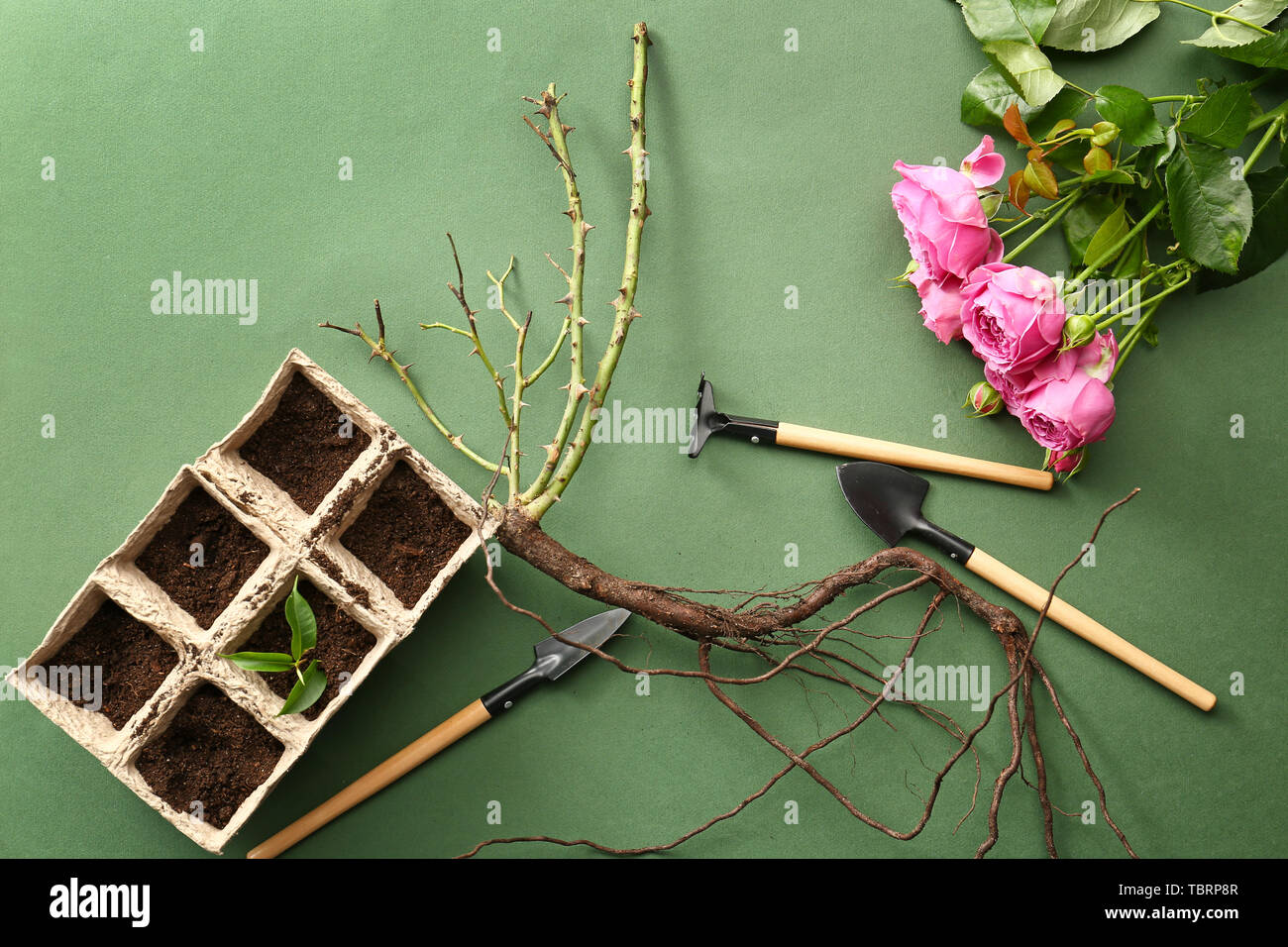 Rose seedling hi-res stock photography and images - Alamy