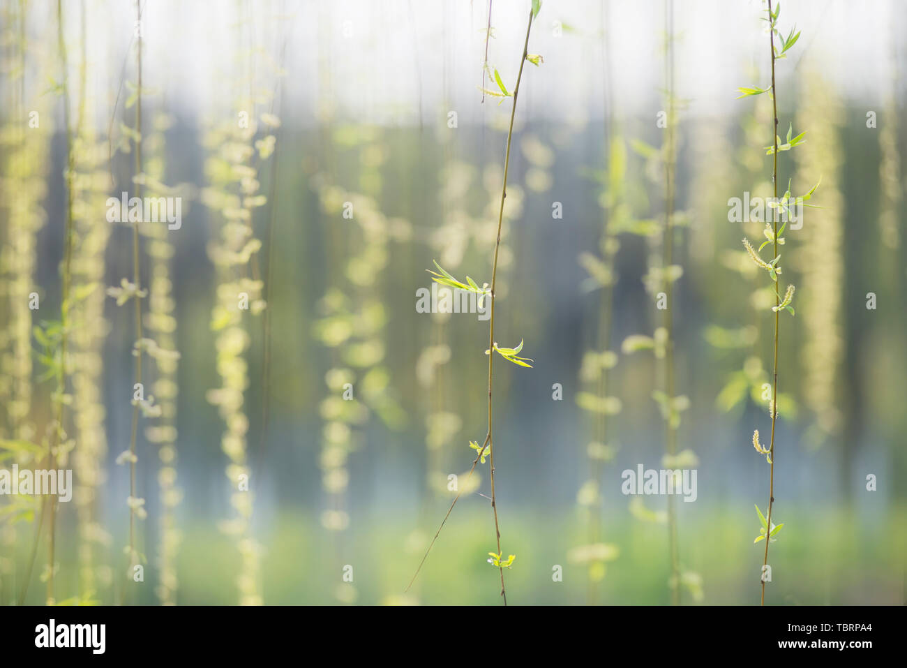 The willows germinate in spring Stock Photo - Alamy
