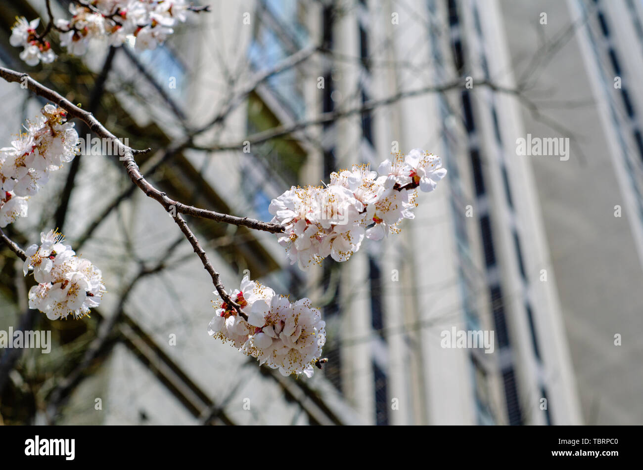 Full bloom blooms hi-res stock photography and images - Alamy