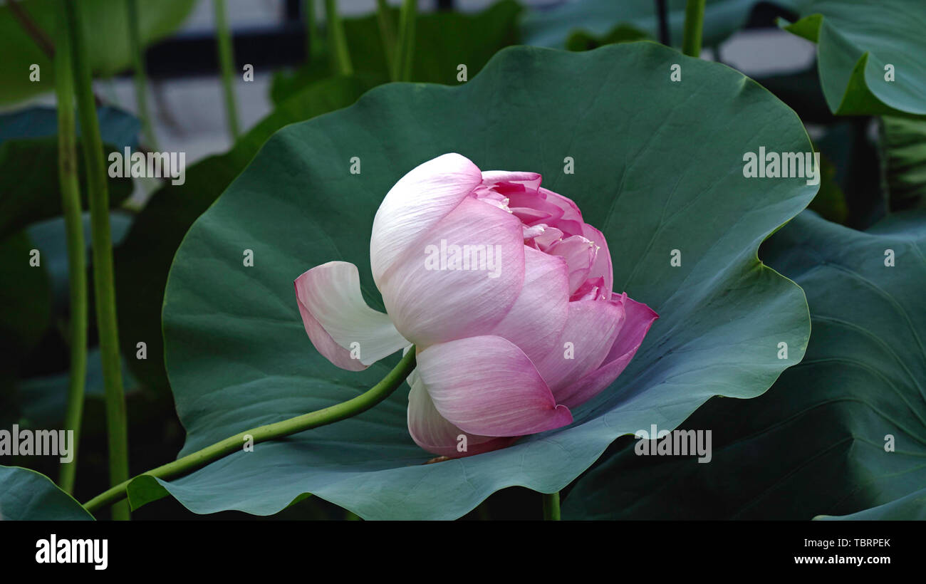 Color. Plant. Flowers. Summer. Lotus Stock Photo - Alamy