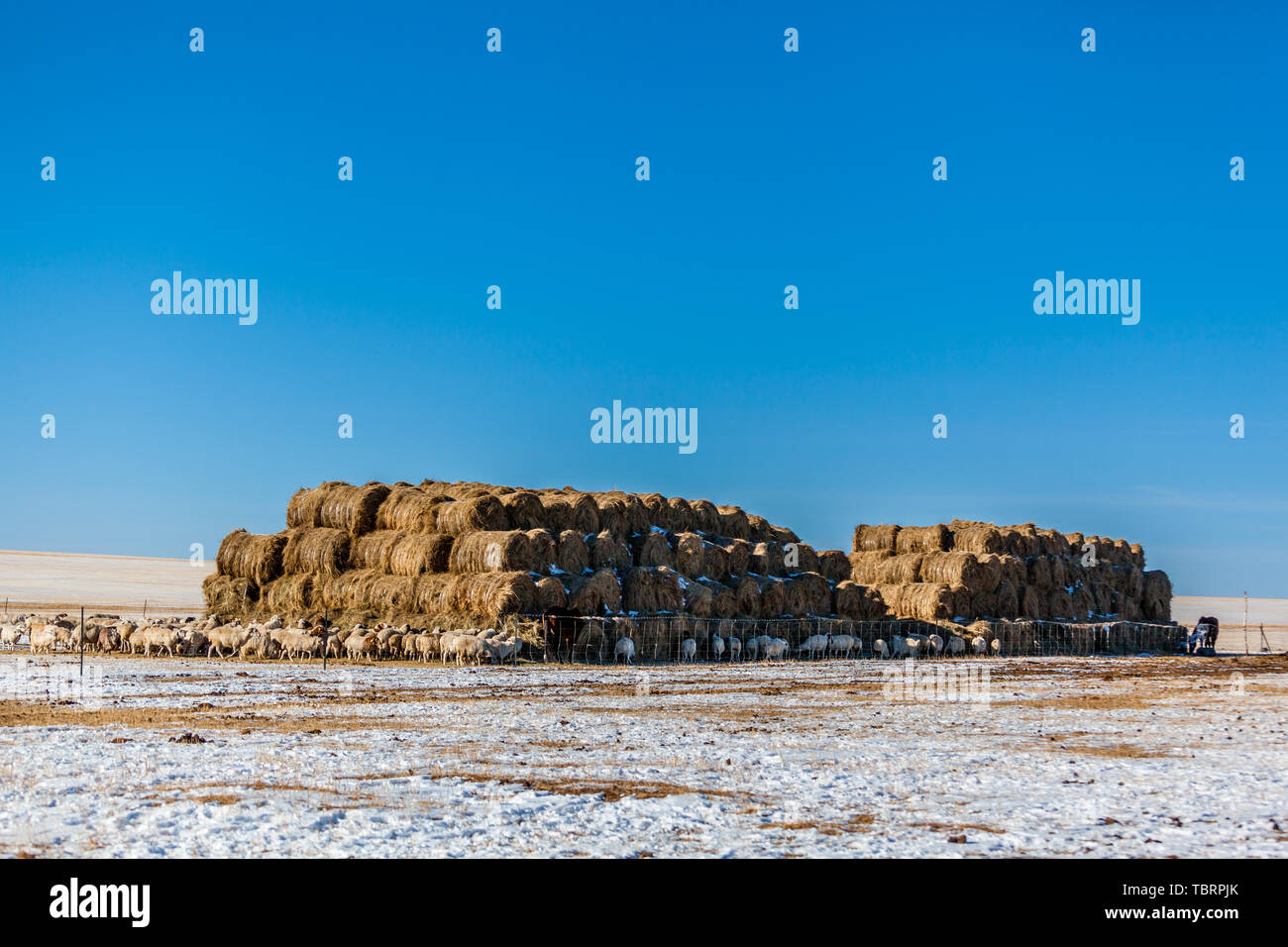 Hailar prairie tribe Stock Photo - Alamy