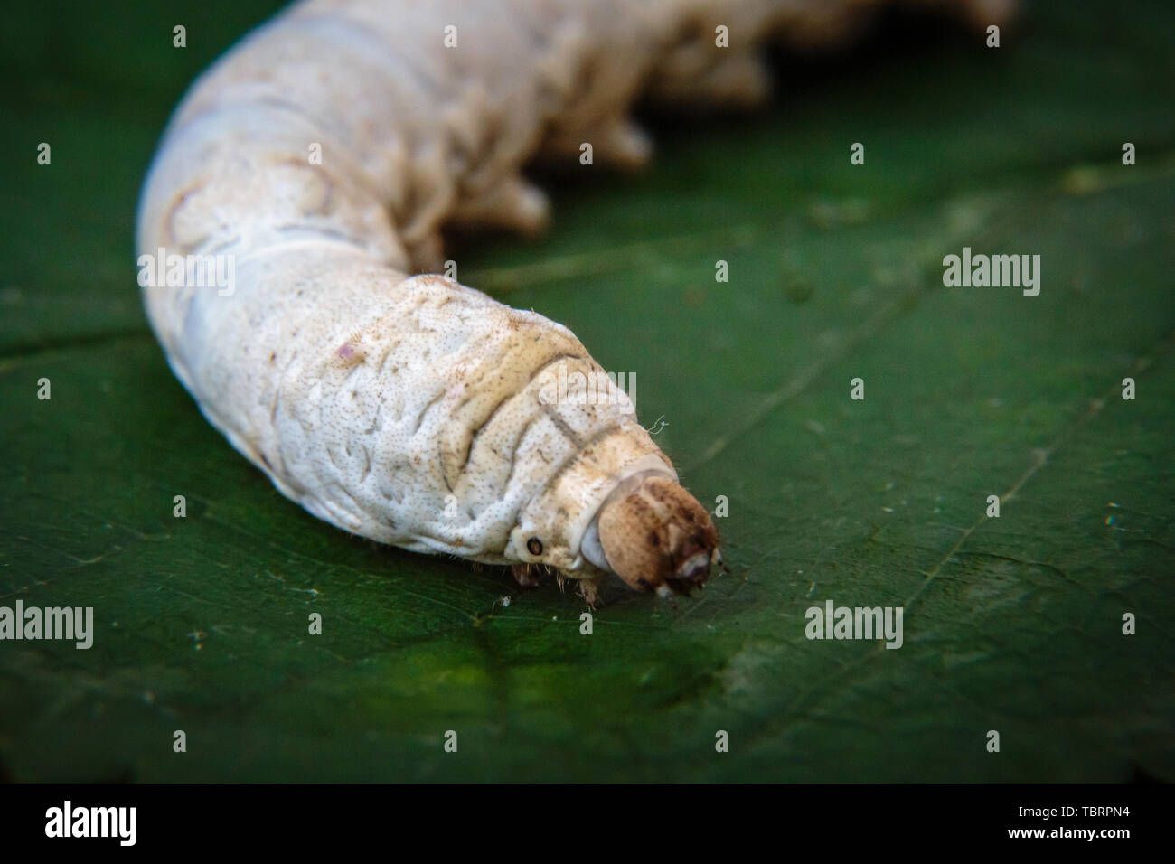 Spring silkworm hi-res stock photography and images - Alamy