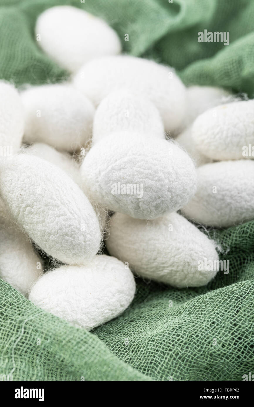 Silk cocoon hi-res stock photography and images - Alamy