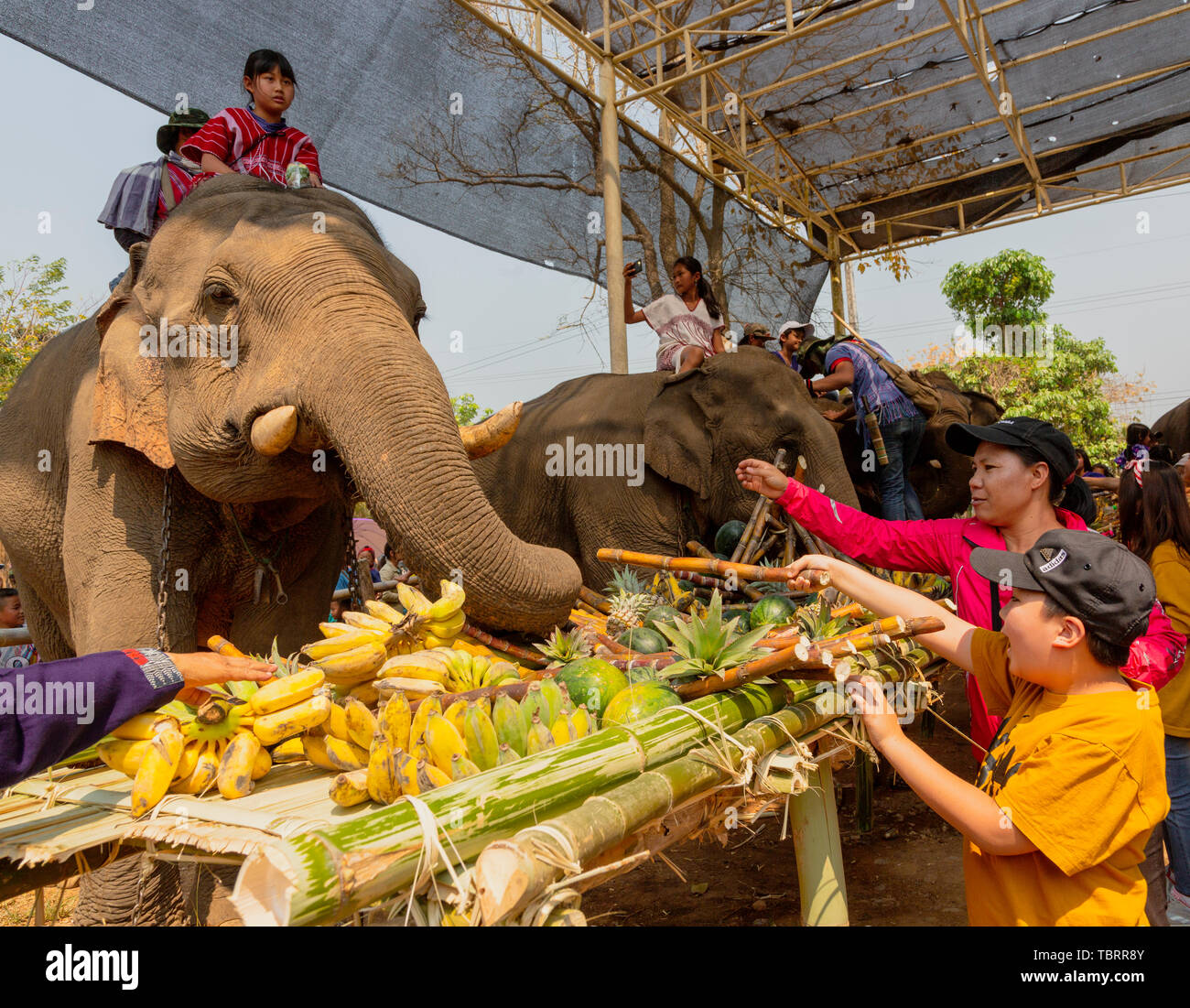 Chiang Rae, Thailand - 2019-03-13 - Elephant Day is celebrated with a ...