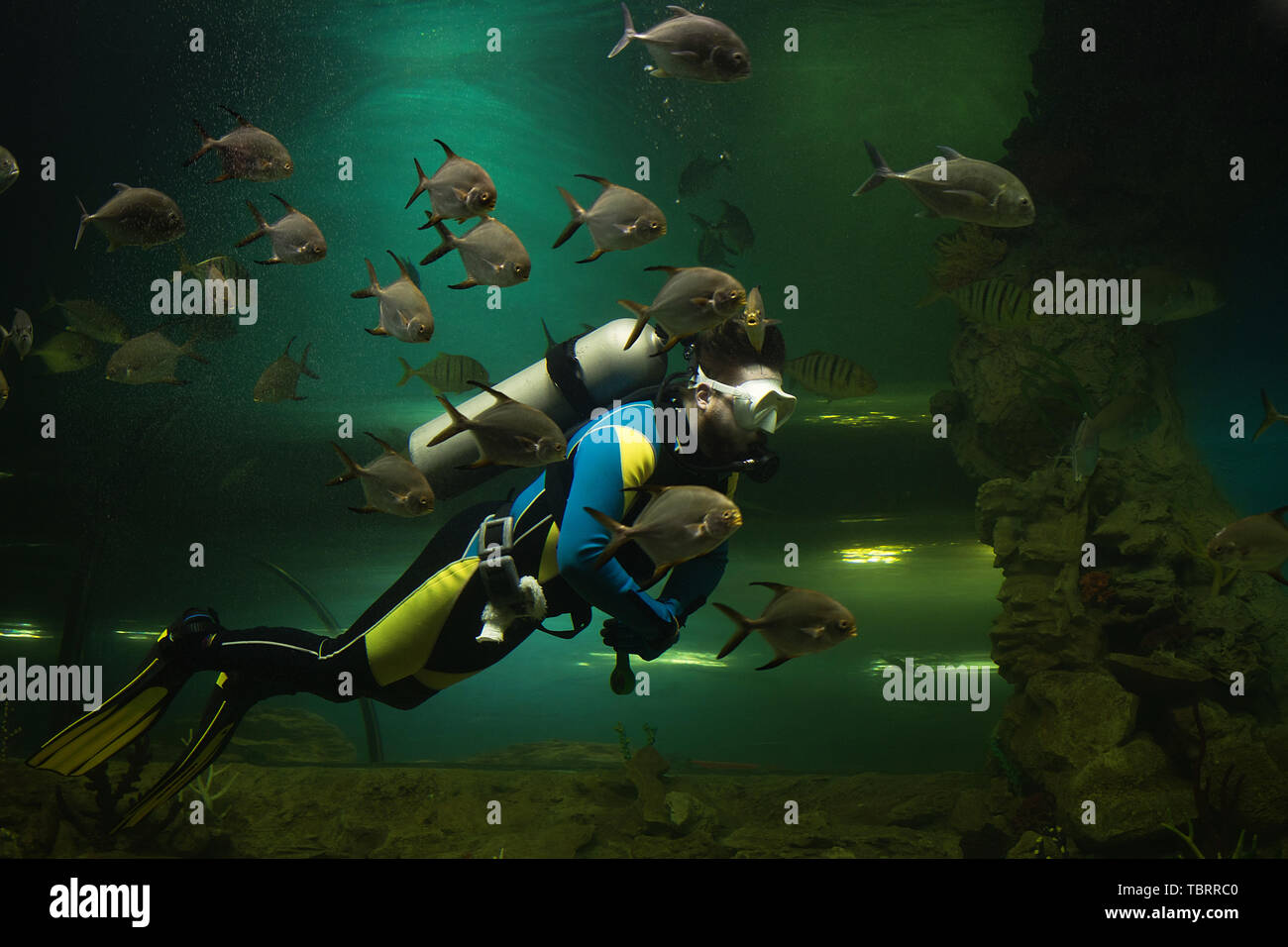 Scuba diver surrounded by fish Stock Photo - Alamy