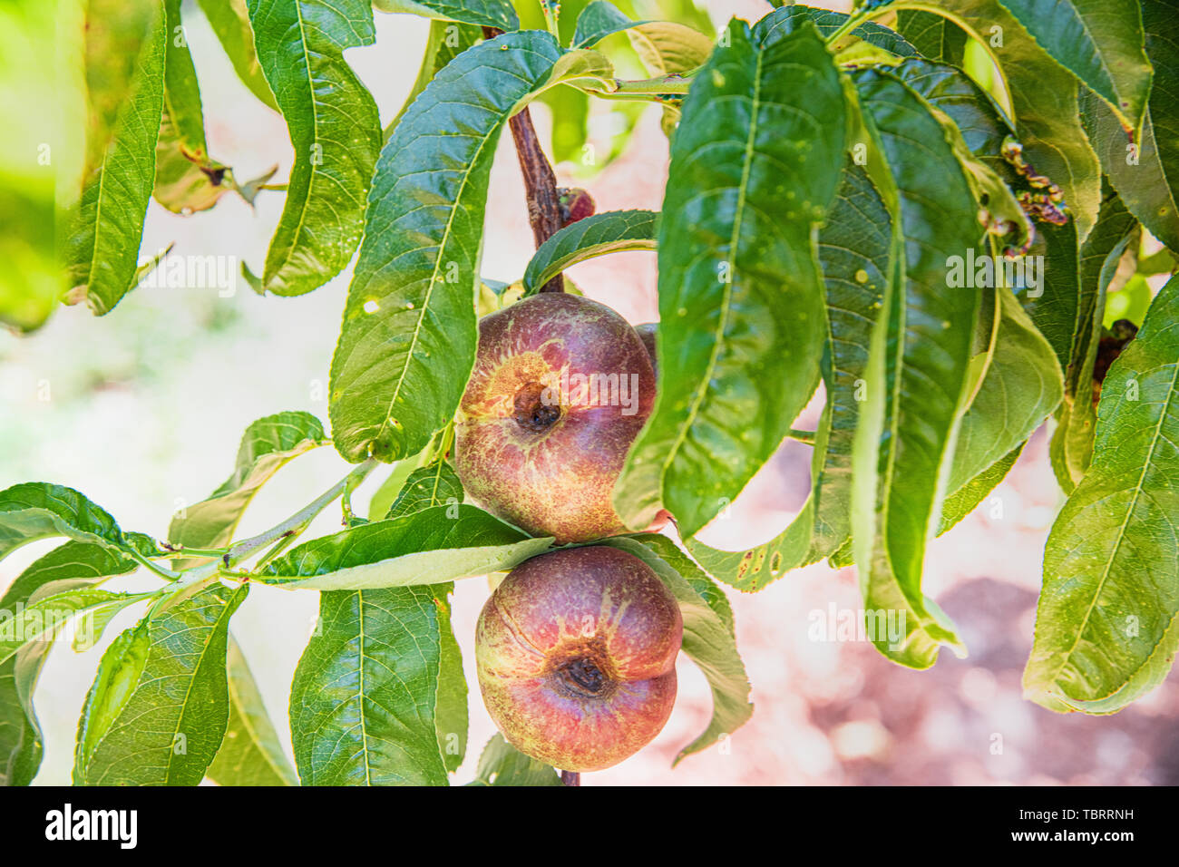 Paraguayan fruit with smooth skin hanging from the tree Stock Photo - Alamy