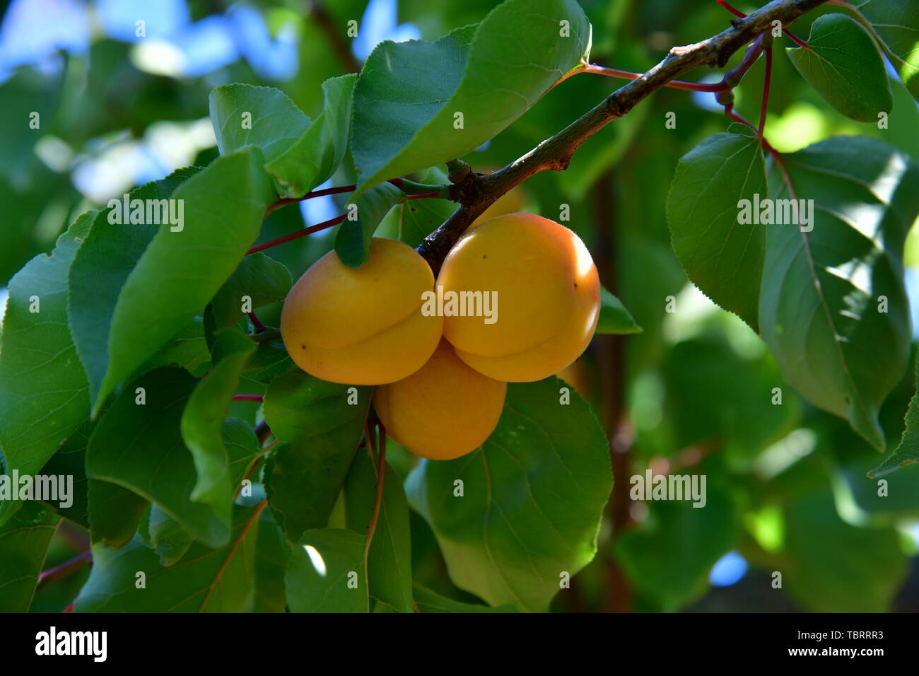 Apricot tree branch three hi-res stock photography and images - Alamy