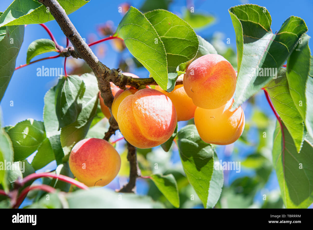 Fruit Orchard High Resolution Stock Photography and Images - Alamy