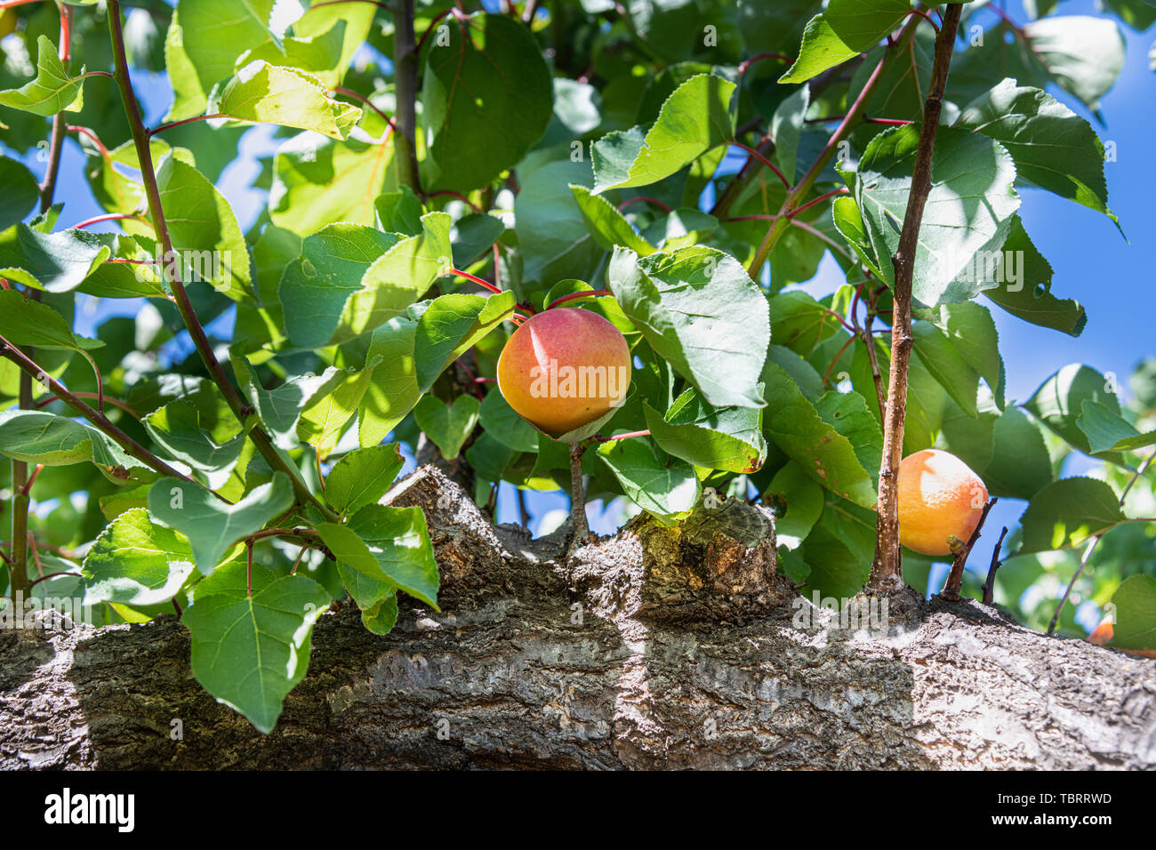 Branch of an apricot tree with ripe fruits against sunlight in summer ...