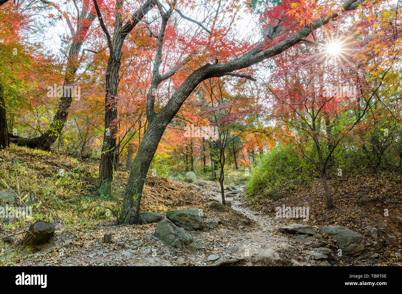 Fall maple trees Stock Photo - Alamy
