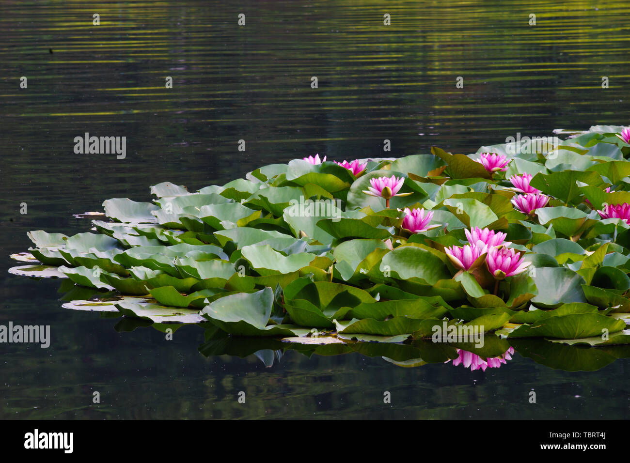 Lakes and beautiful water lilies hi-res stock photography and images ...