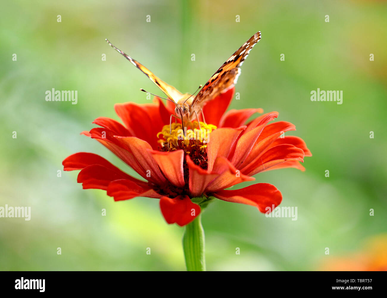 Butterflies fall hi-res stock photography and images - Alamy