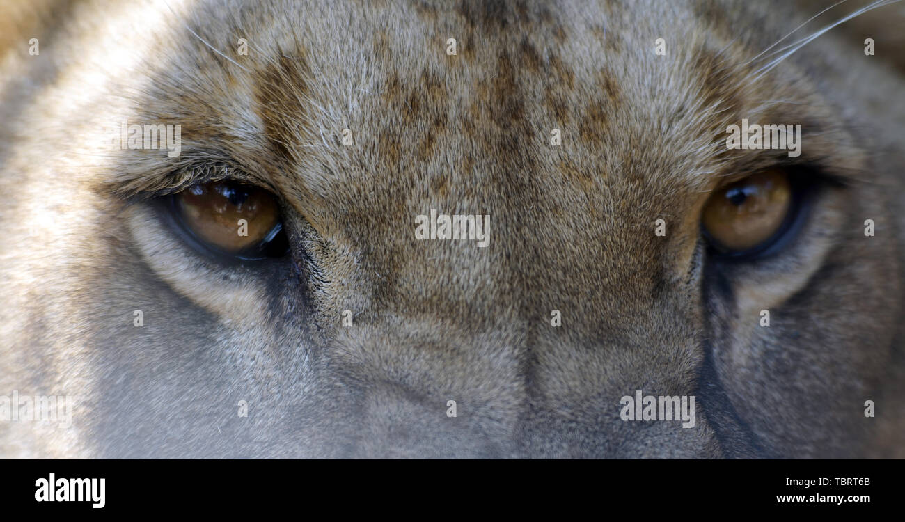 Yagor zoo hi-res stock photography and images - Alamy