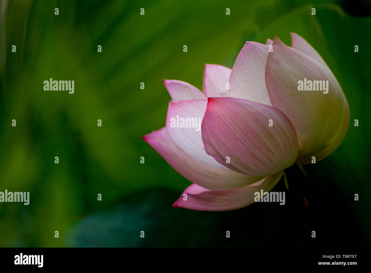 A set of creative pictures of lotus flowers Stock Photo - Alamy