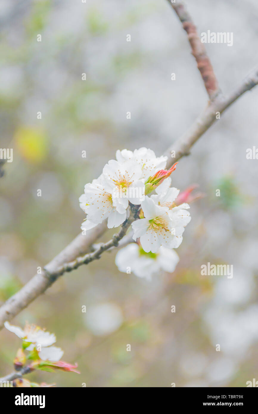 Cherry blossoms in early spring Stock Photo - Alamy