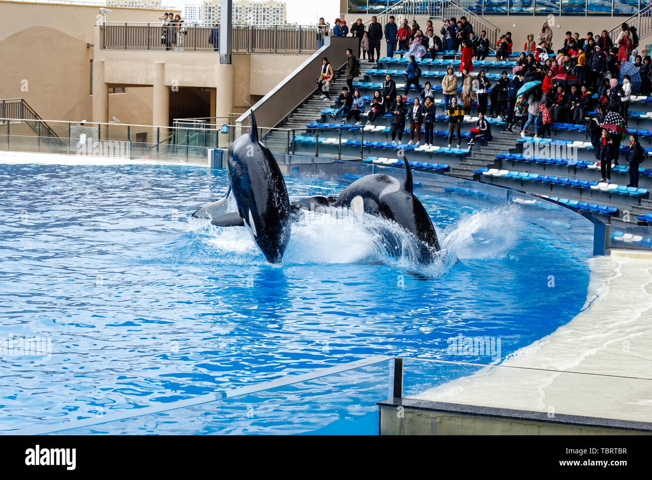 killer whale show Stock Photo - Alamy