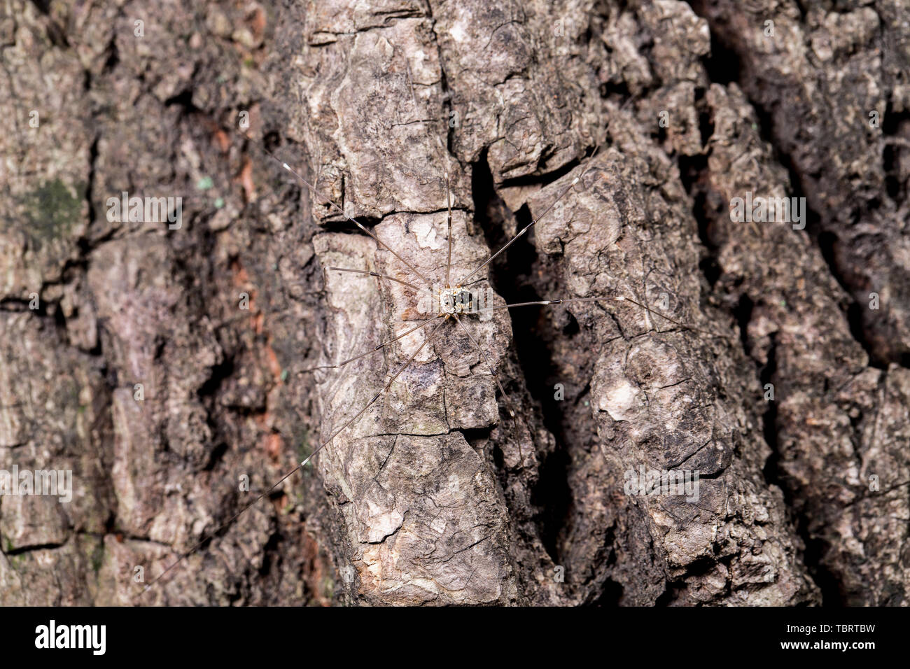 Blind spider on bark Stock Photo - Alamy