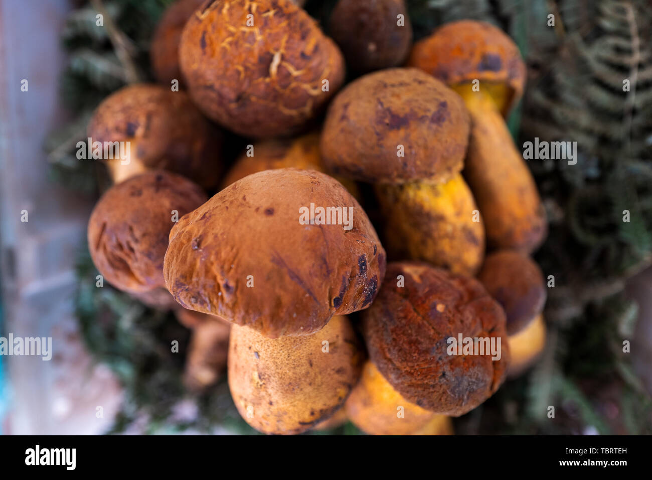 Fresh, earthy, wild edible fungus Stock Photo - Alamy