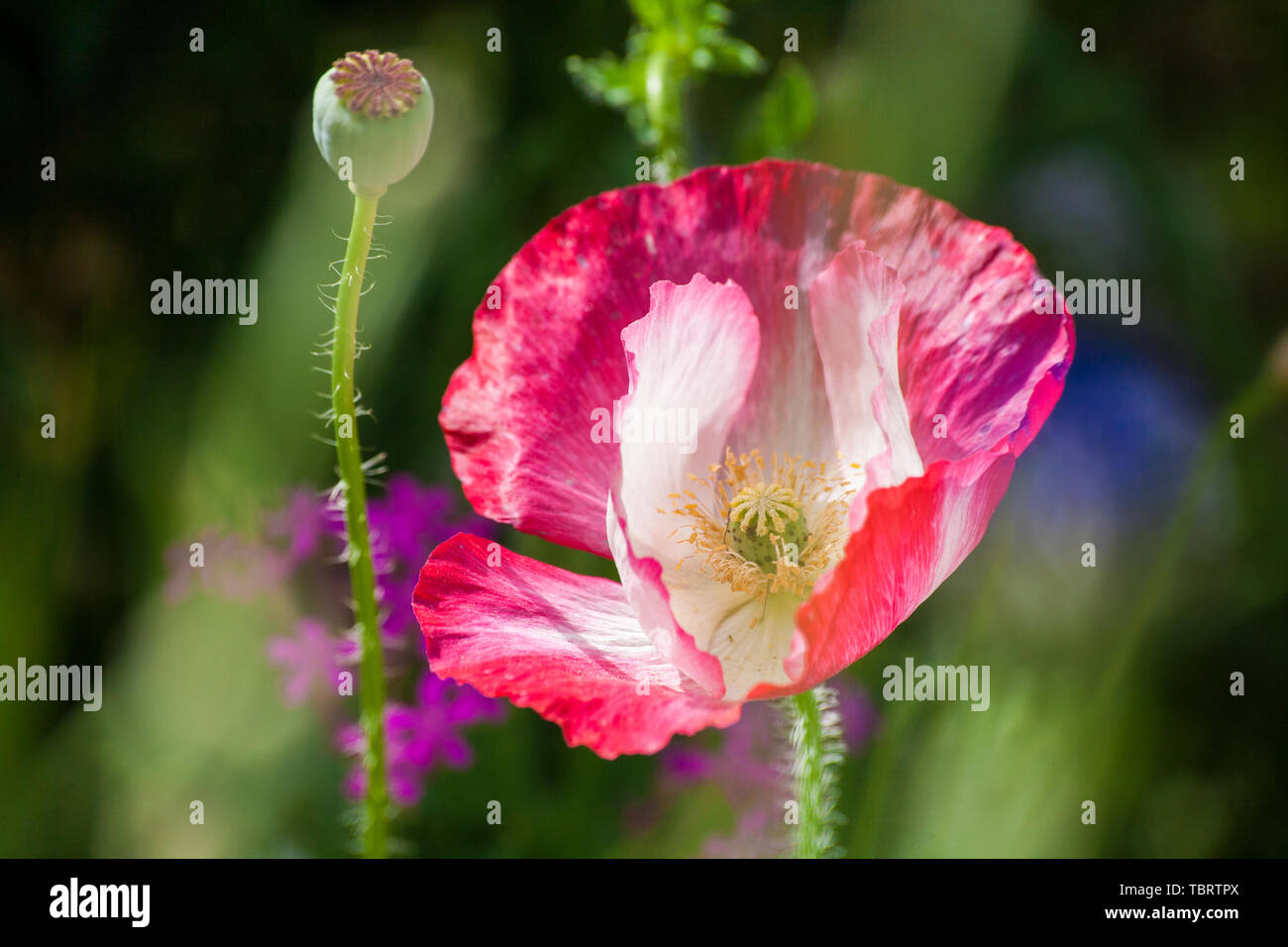 Brim brim gardens hi-res stock photography and images - Alamy