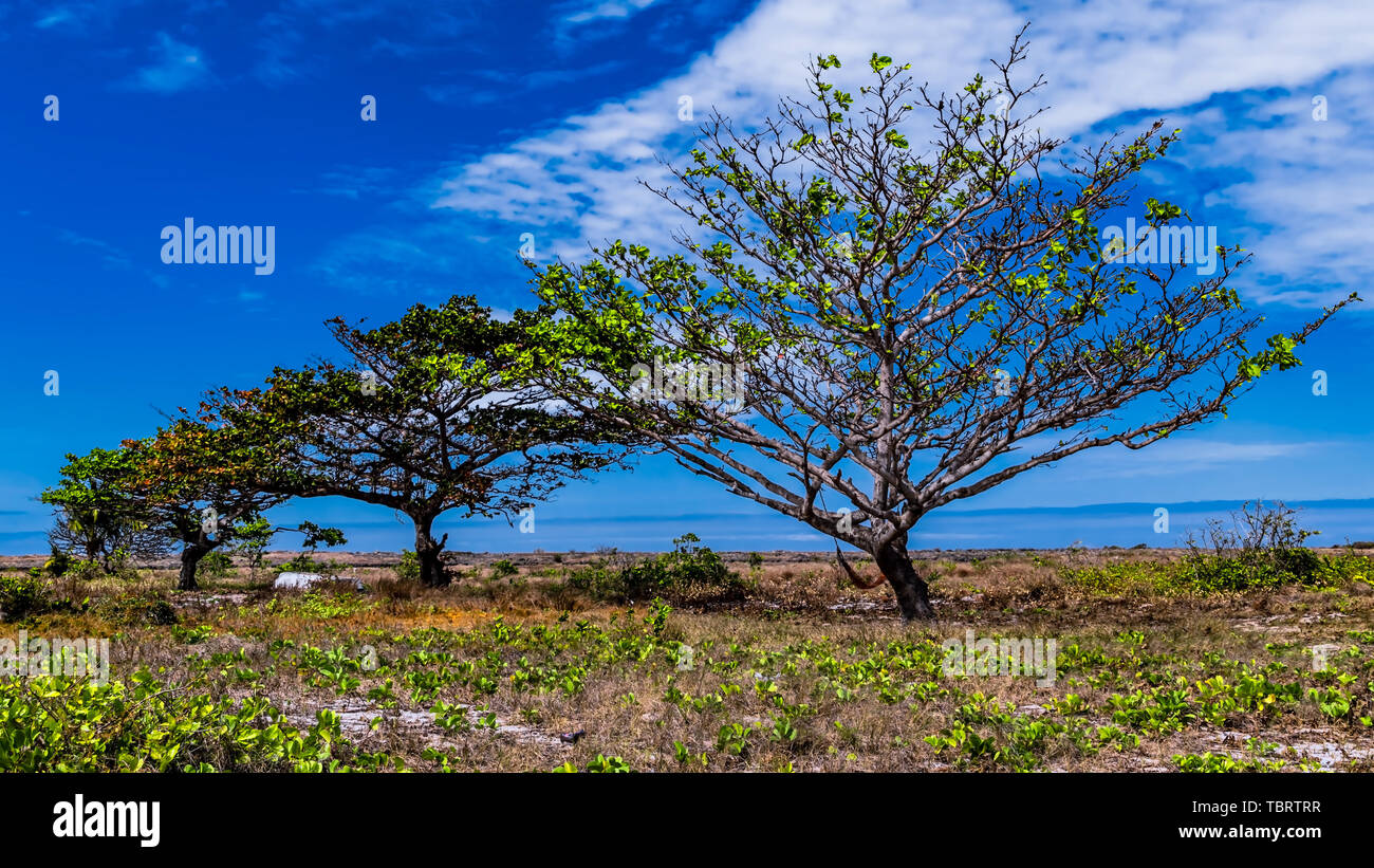 Oceania, Papua New Guinea, trees Stock Photo - Alamy