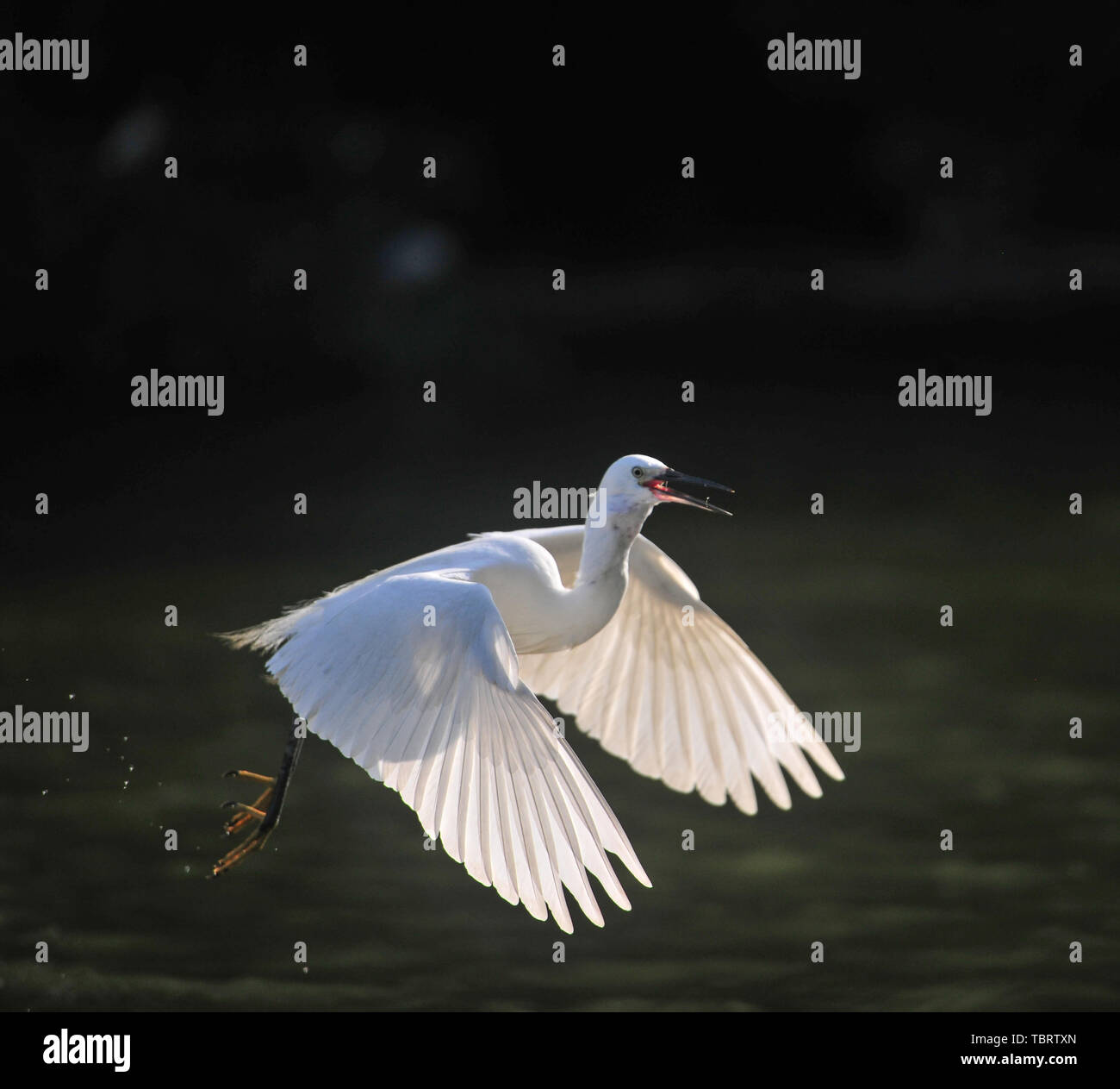 Chinese egret hi-res stock photography and images - Alamy