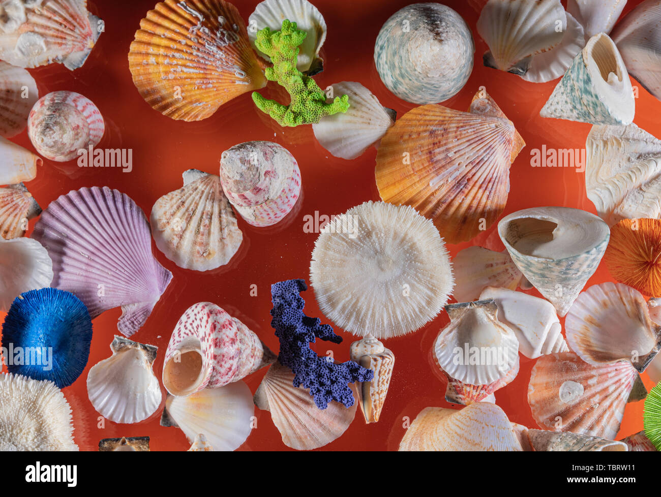 Collection of various sea shell, snail, starfish. Perfect for ...