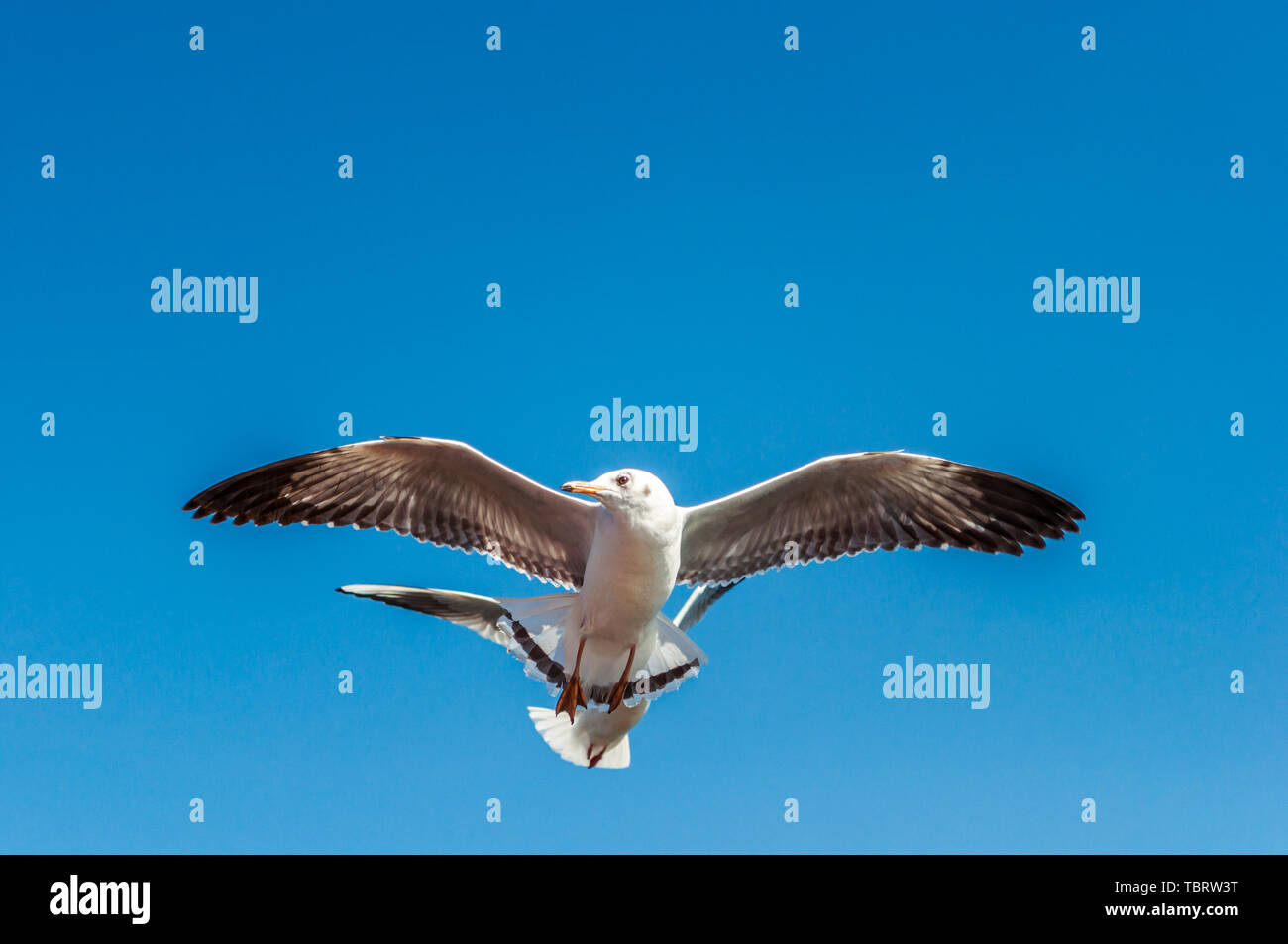 Erhai seagulls hi-res stock photography and images - Alamy