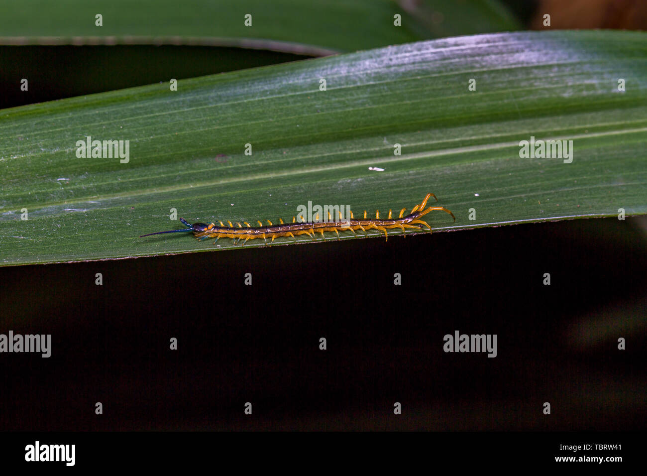 Multi legged insects hi-res stock photography and images - Alamy
