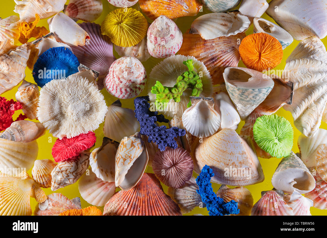 Collection of various sea shell, snail, starfish. Perfect for ...