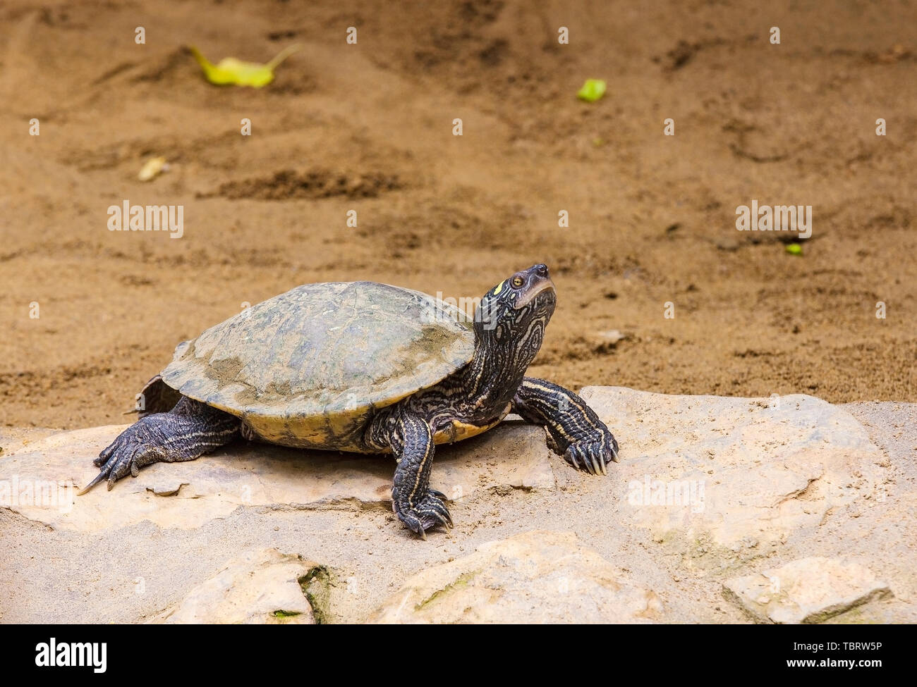 Aquatic turtles resting on rock hi-res stock photography and images - Alamy