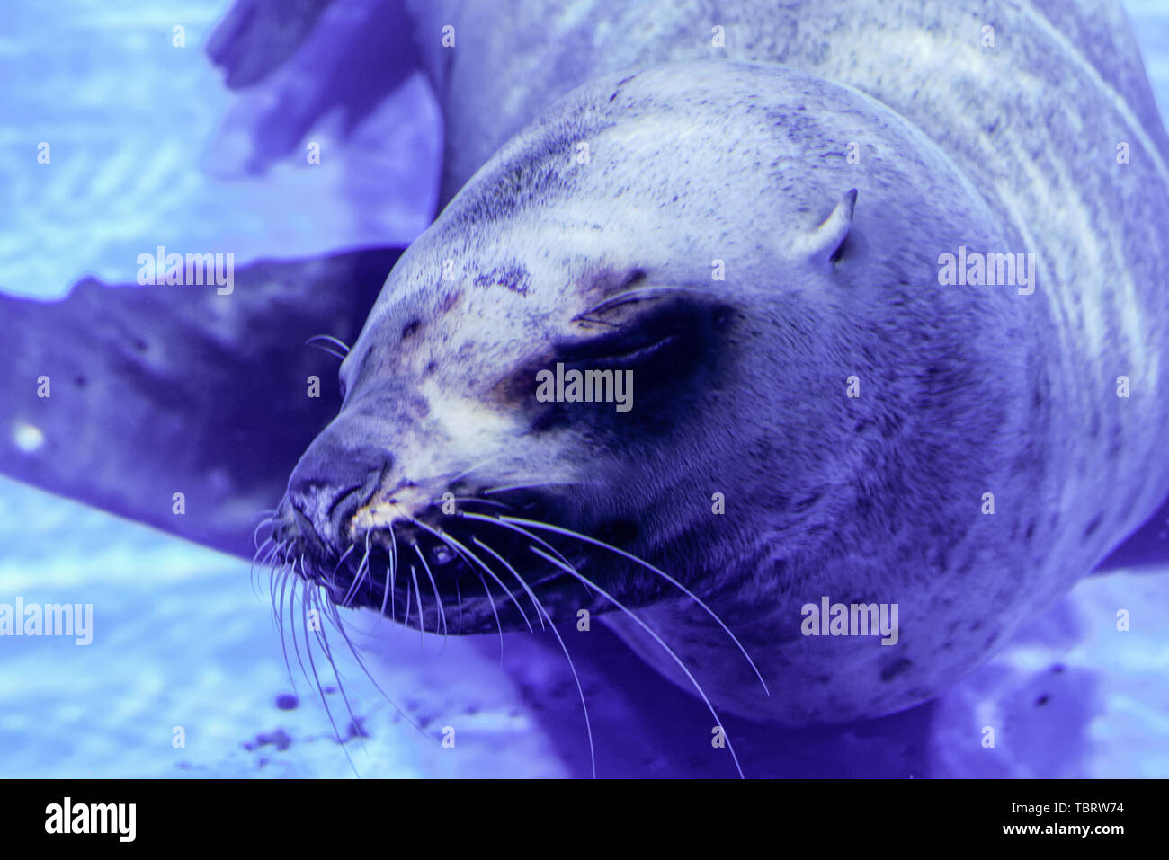 Sea animal museum hi-res stock photography and images - Alamy