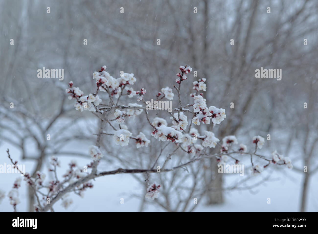 Apricot blossoms in spring snow Stock Photo - Alamy