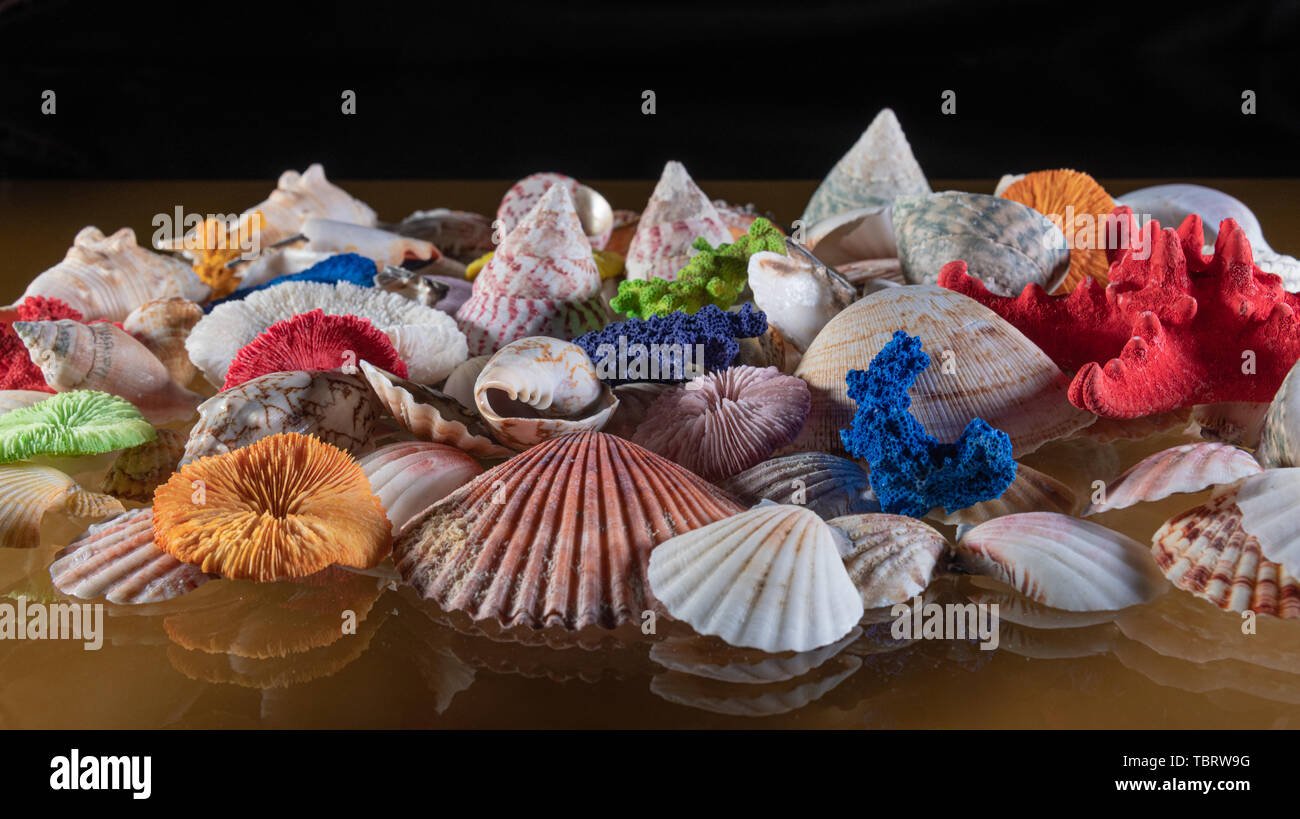 Sea shells lying on a glass and reflection.selective focus, wallpaper ...