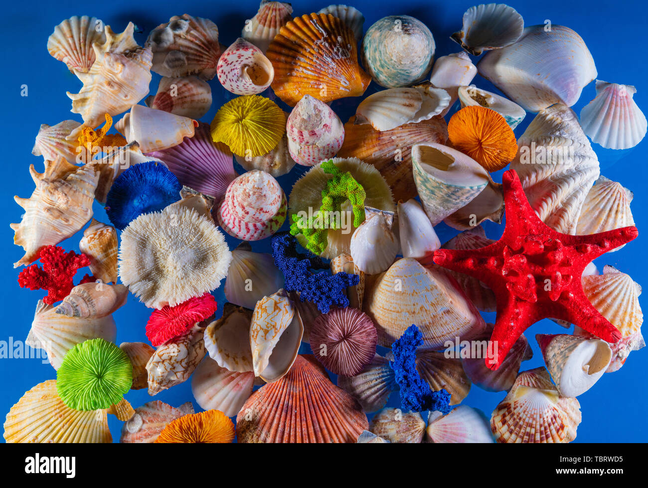 Beautiful Shells Wallpaper