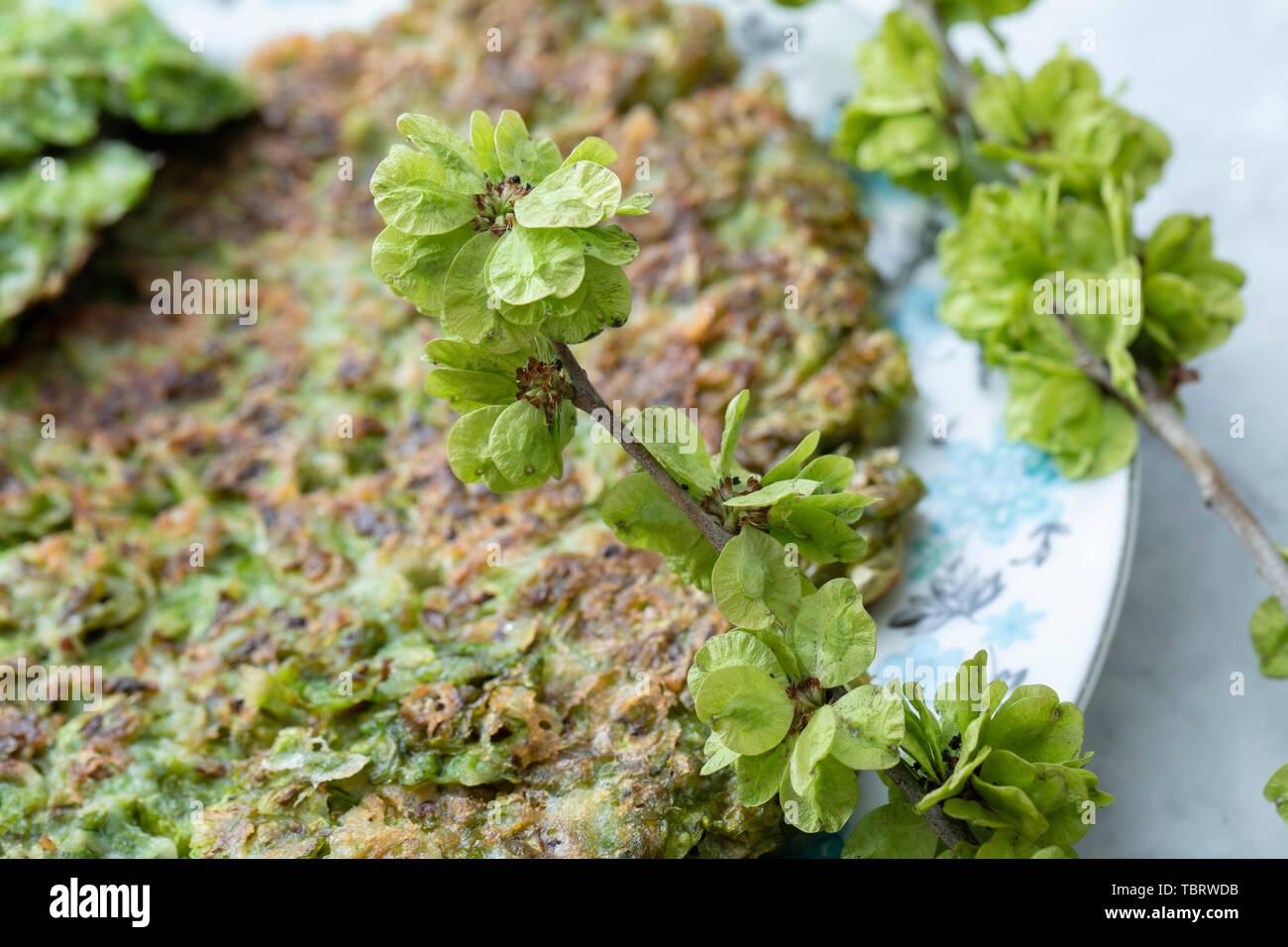 Elm money tree hi-res stock photography and images - Alamy