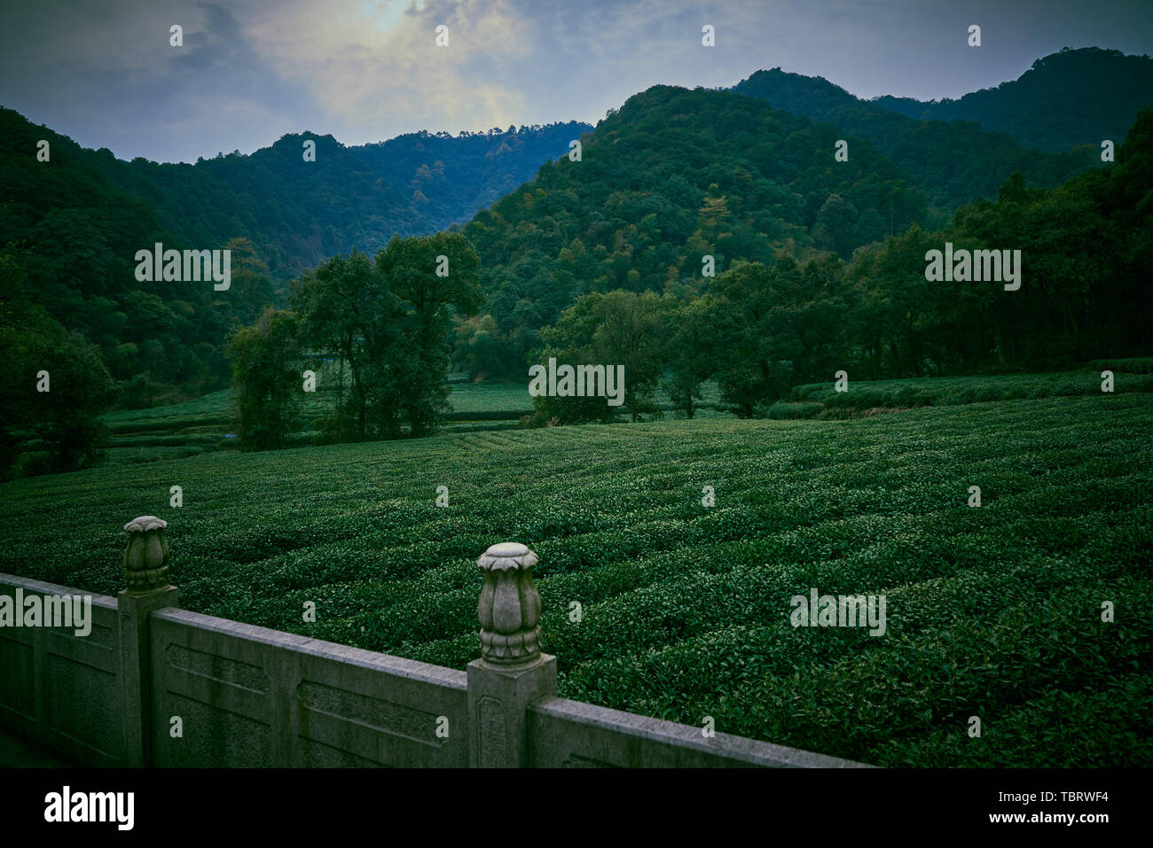 Meijiawu Tea Garden High Resolution Stock Photography and Images - Alamy