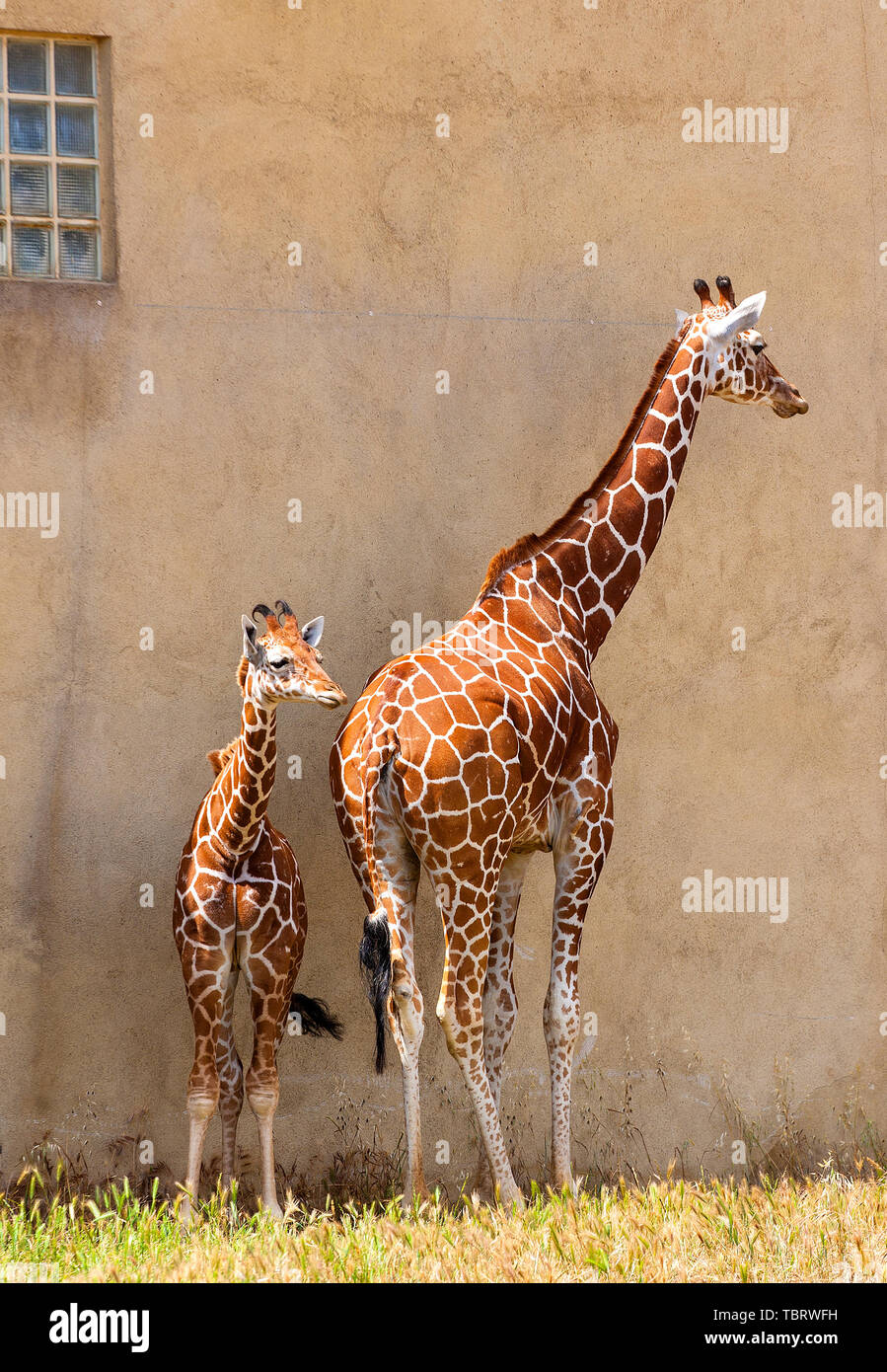 female giraffe with its calf on wall background Stock Photo - Alamy