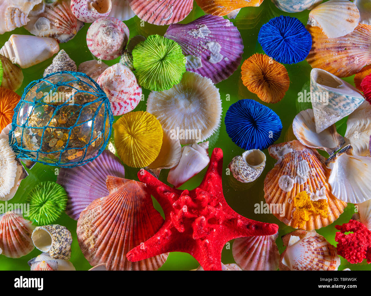 Sea shells background decoration. Beautiful Sea shells background ...