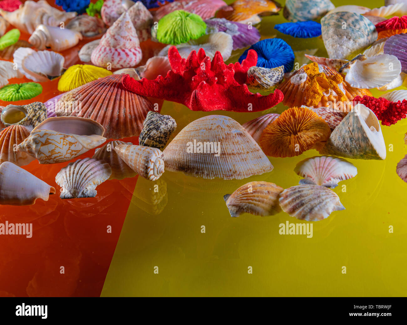 Collection of various sea shell, snail, starfish. Perfect for ...