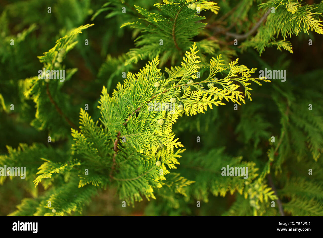 A branch of evergreen gradient cypress tree with small cones Stock ...