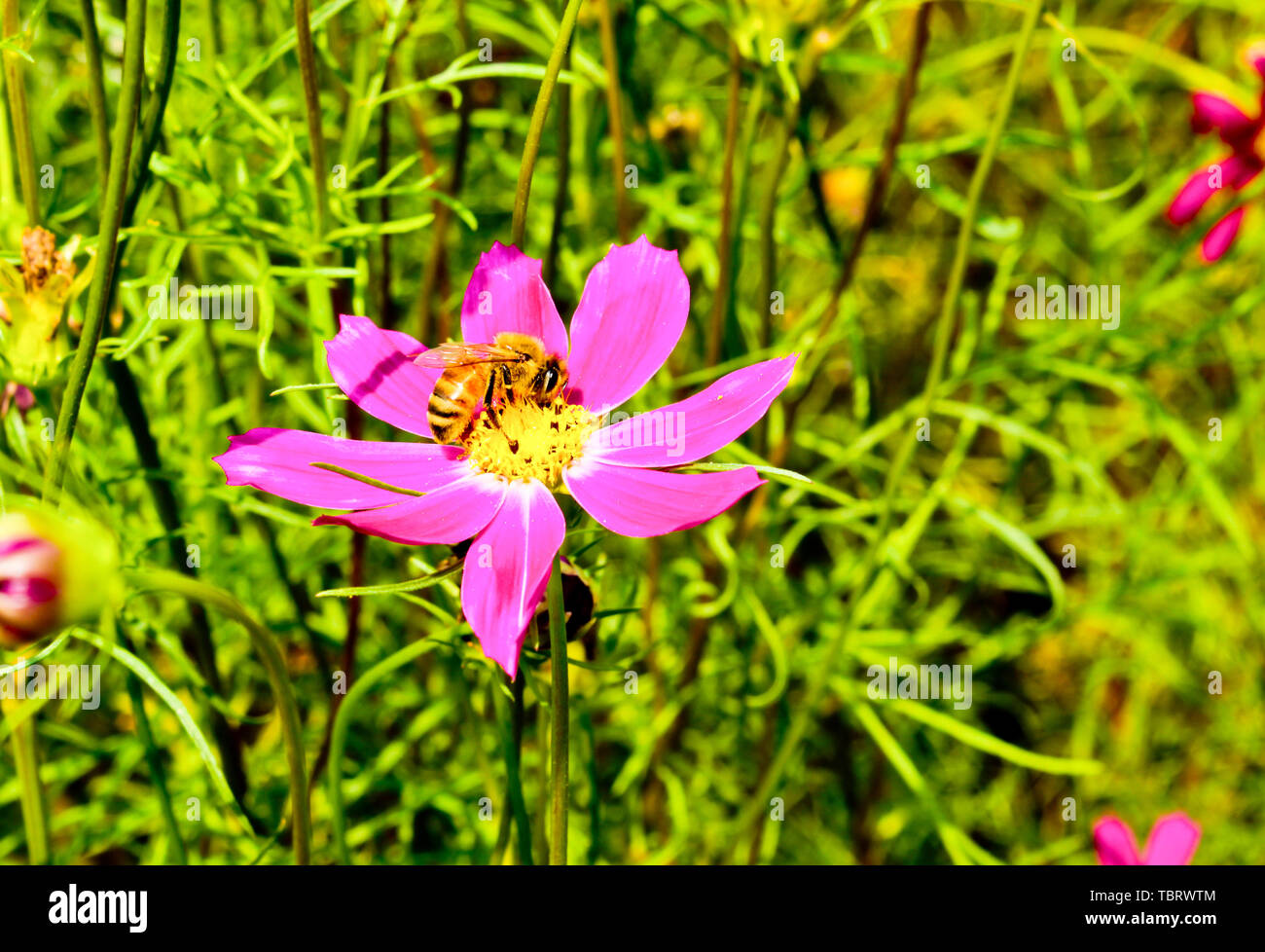 Scenery of Gucun Park in Shanghai Stock Photo - Alamy