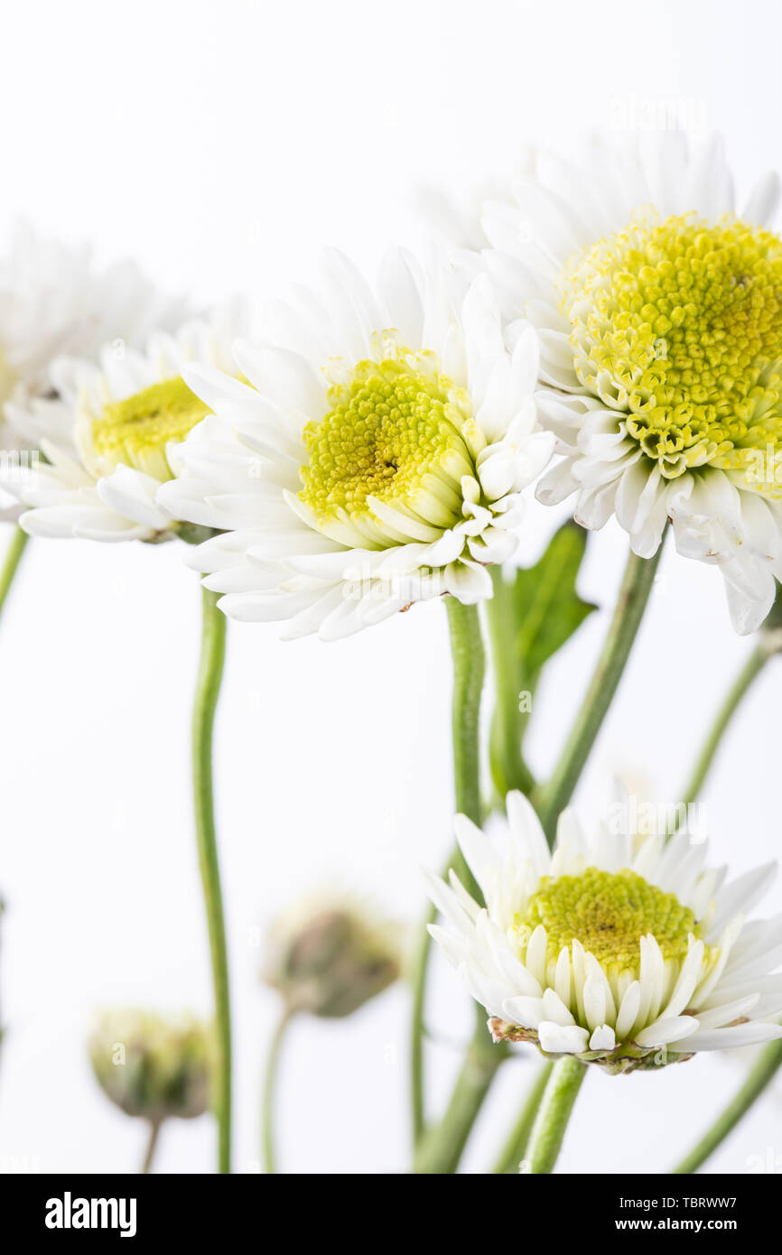 Daisy creative photography Stock Photo - Alamy